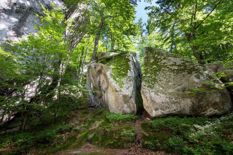 Deep Moss Forest with Plants Stock Image - Image of mushrooms, earth ...