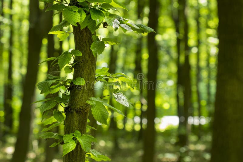 Deep Moss Forest with Plants Stock Image - Image of rain, natural: 72887175
