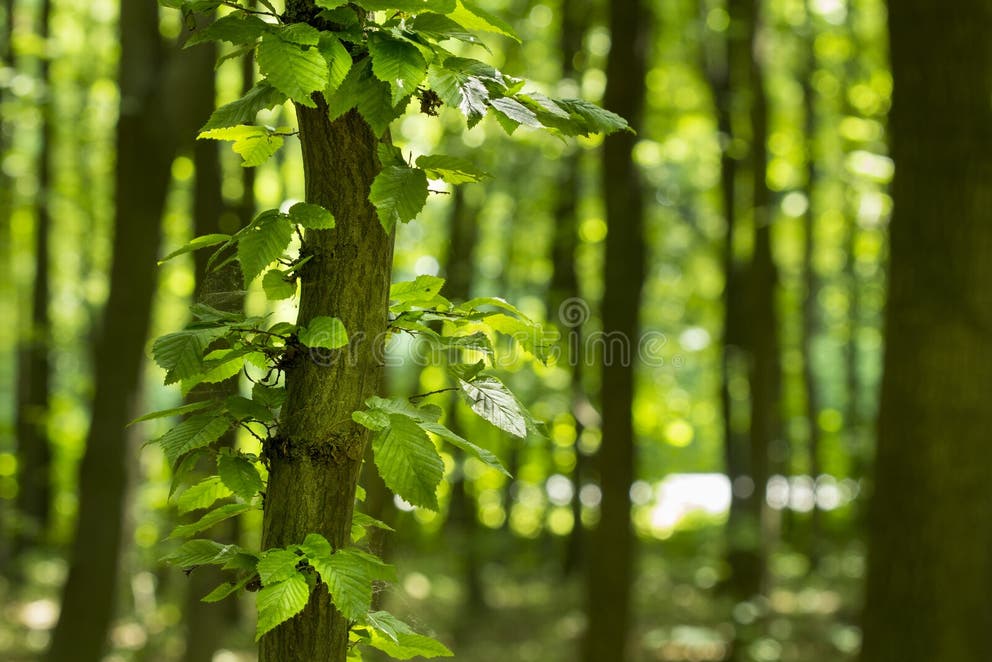 Deep Moss Forest with Plants Stock Image - Image of rain, natural: 72887175