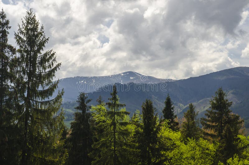 Deep in the Mountain Forest Stock Image - Image of colorful, lawn: 71115589