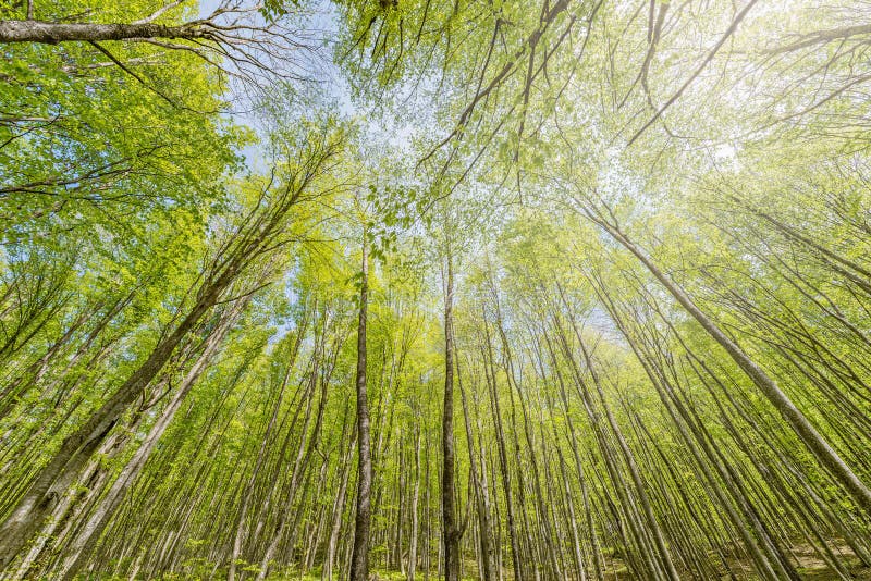 Deep mountain forest stock photo. Image of environment - 136956996