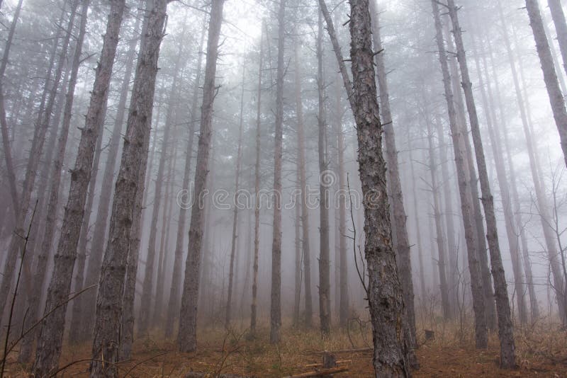 Pine Tree Woods with Mist stock image. Image of ground - 107422201