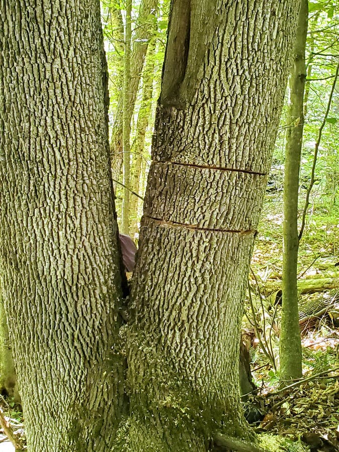 One of Two Bisecting Trunks are Girdled with Woods in Background. Stock Image - Image of gear ...