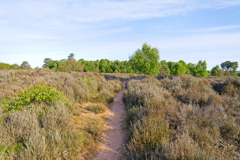 Deep, Narrow Path between Thick Heather Leads To Sherwood Forest Stock ...