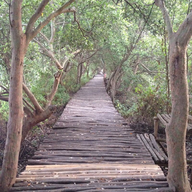 Deep Nature stock image. Image of forest, green, deep - 57131275