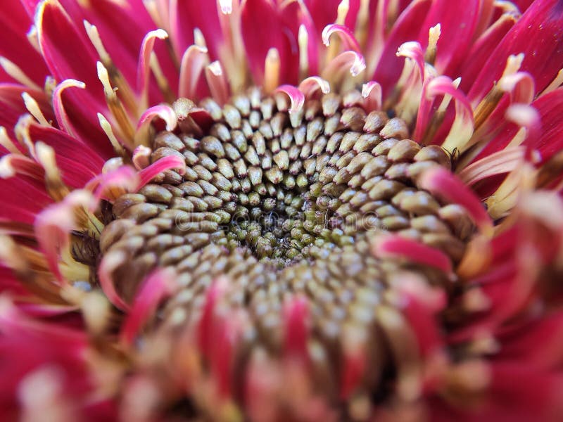 Deep into Natures Intricacy and Beauty Stock Photo - Image of fragrant ...