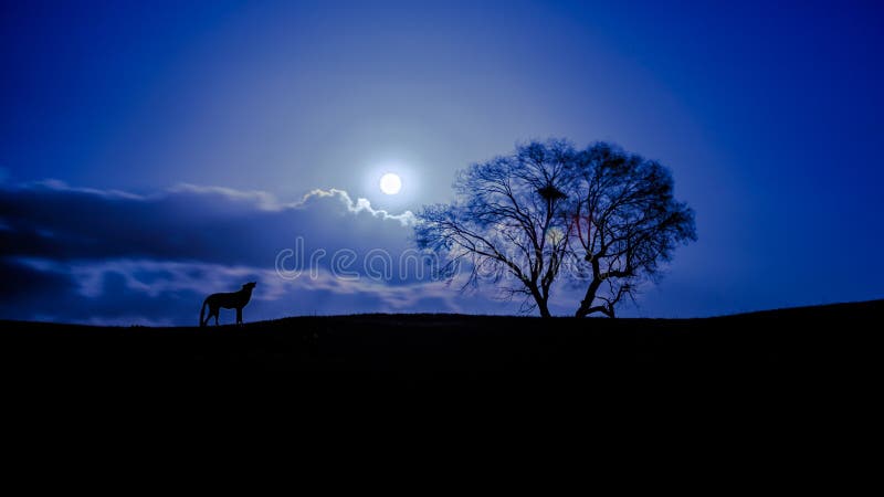 84,905 Moon Tree Stock Photos - Free & Royalty-Free Stock Photos from ...