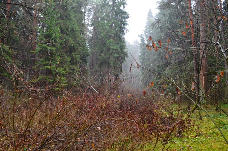 Deep in the Northern Coniferous Forest. Stock Image - Image of plant ...