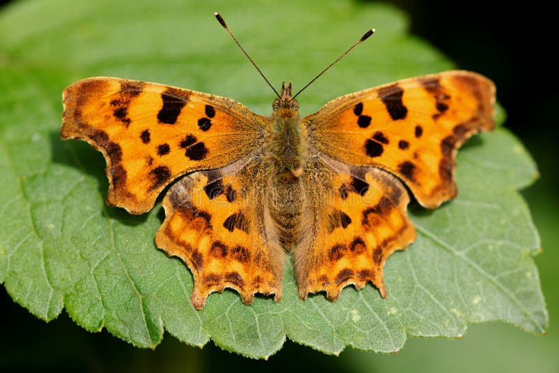 Comma Buttefly in July, 2023. Stock Photo - Image of flower, yellow ...