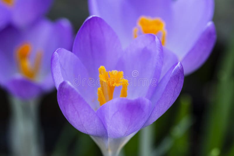 Deep Orange Stamen in Centre of a Purple Crocus Stock Image - Image of ...