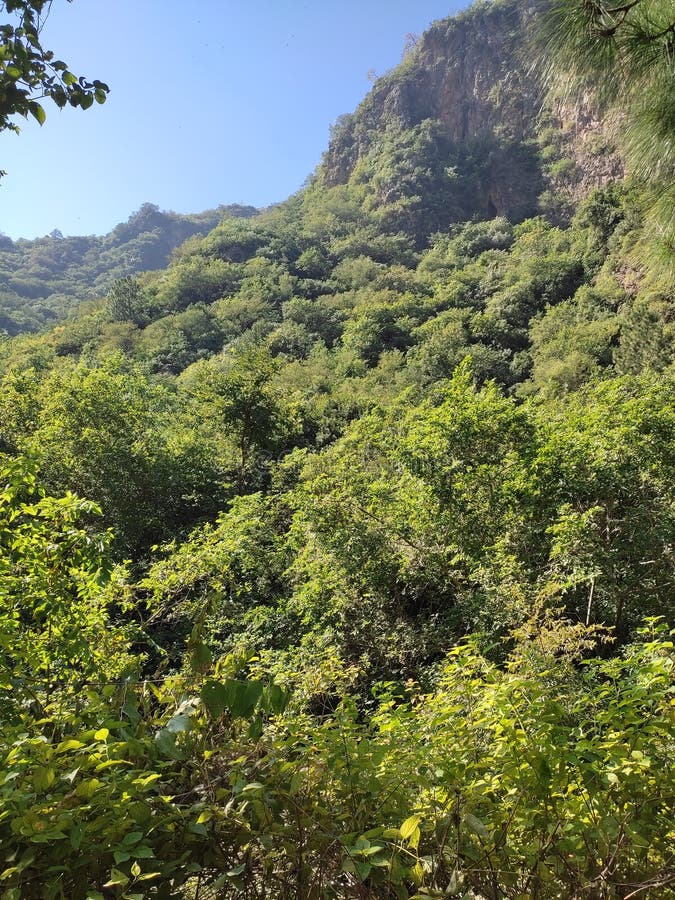 Deep orientation of Nature stock photo. Image of forest - 257595670