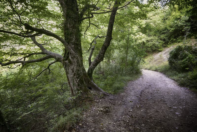 Deep path in the forest stock photo. Image of season - 230856116