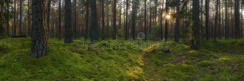 Deep Pine Forest Covered with Thick Green Moss with Evening Sun Behind ...