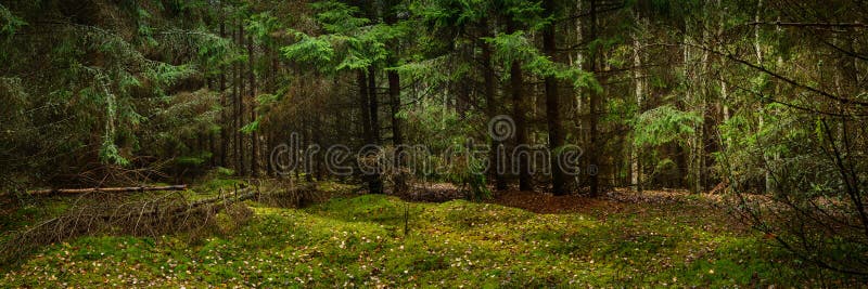 Deep Pine Forest. Picturesque Widescreen Panoramic Side View of Dense ...