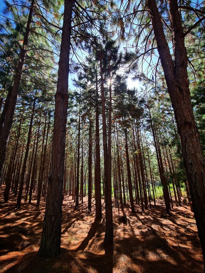 Deep in the pine forest stock photo. Image of sunlight - 275731938