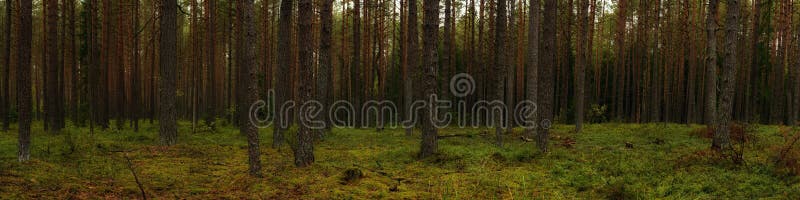 Deep Pine Mossy Forest with Tall Trees. Widescreen Panoramic Side View ...