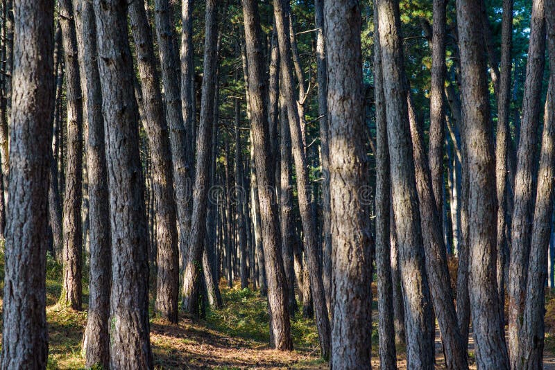 Deep Pine Tree Forest in Summer Time Stock Image - Image of woodland ...