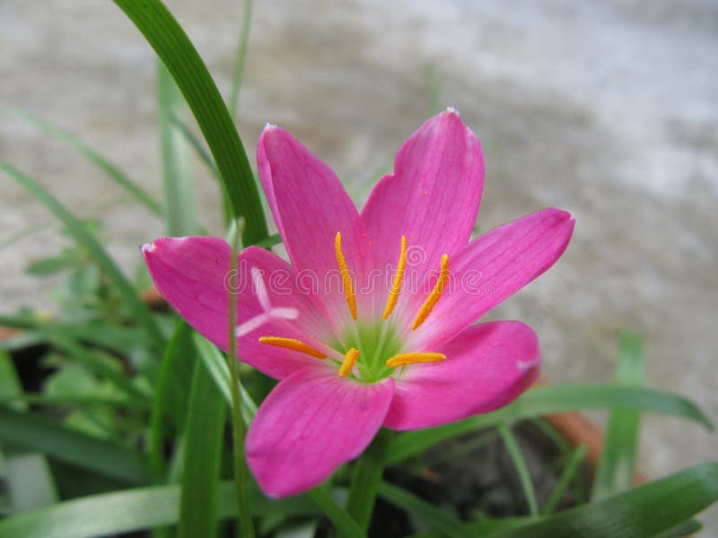 Deep Pink Color Lily Flower with Fresh Green Leaf. Stock Image - Image ...