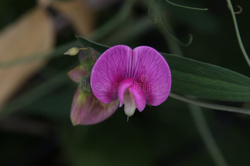 Deep pink everlasting pea stock photo. Image of beauty - 255501434
