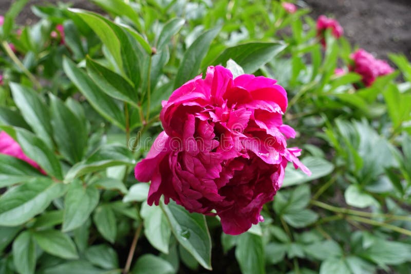 Deep Pink Flower of Peony in May Stock Photo - Image of magenta ...