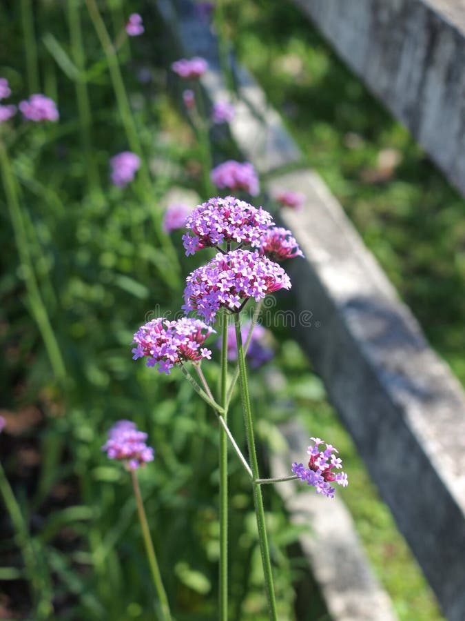 Deep Pink flowers garden stock image. Image of plant - 85169017