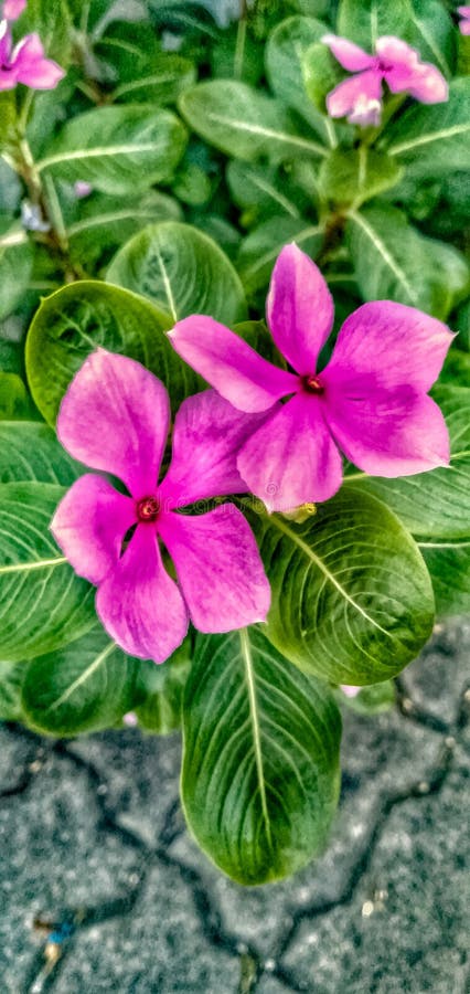 Deep Pink Flowers in Manila Harbour Square Stock Photo - Image of green ...