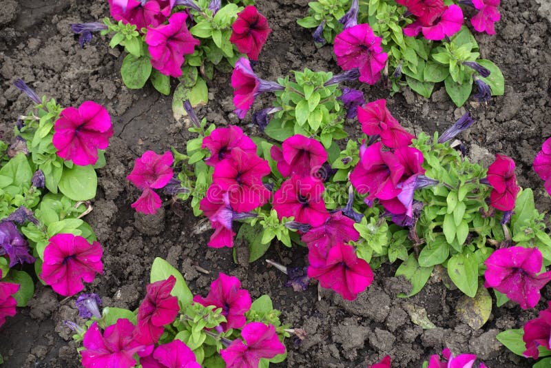 Deep Pink Flowers of Petunias in June Stock Photo - Image of flowerbed ...