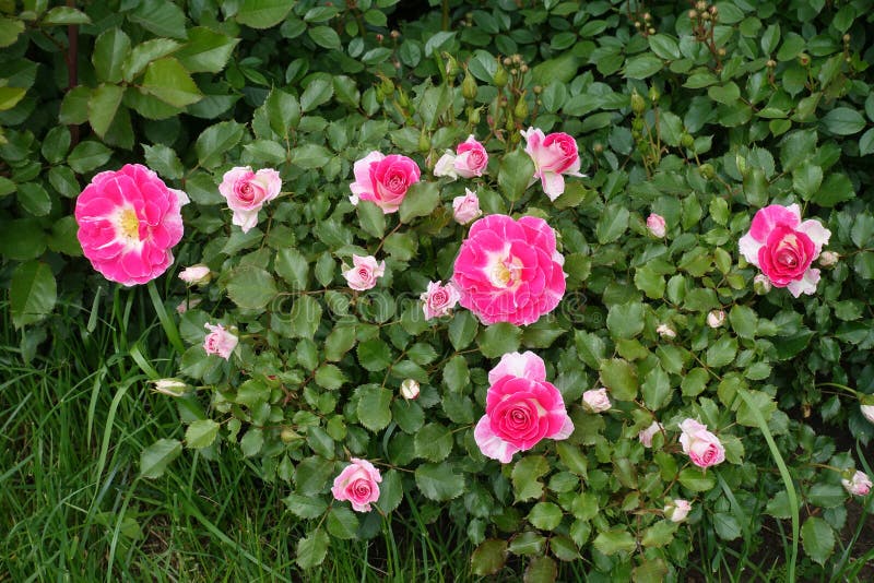 Deep Pink Flowers of Rose in the Garden Stock Photo - Image of ...