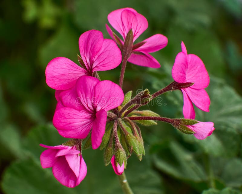 Deep Pink Geranium Flowers Closeup Stock Image - Image of bloom ...