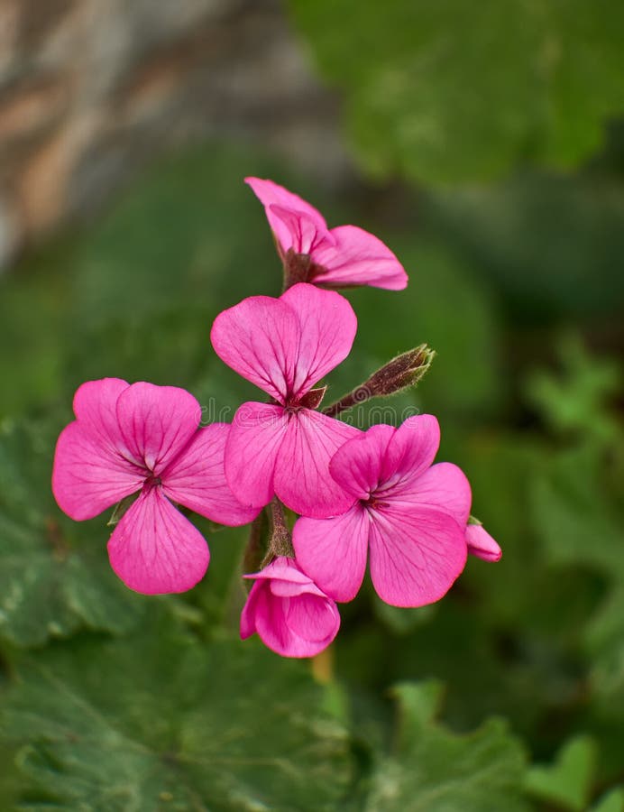 Deep Pink Geranium Flowers Closeup Stock Image - Image of bokeh, garden ...