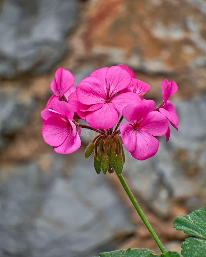 Deep Pink Geranium Flowers Closeup Stock Photo - Image of gardening ...