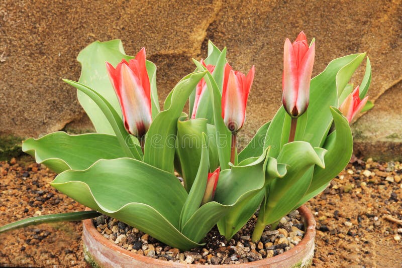 Deep Pink Miniature Tulips stock photo. Image of alps - 42374914