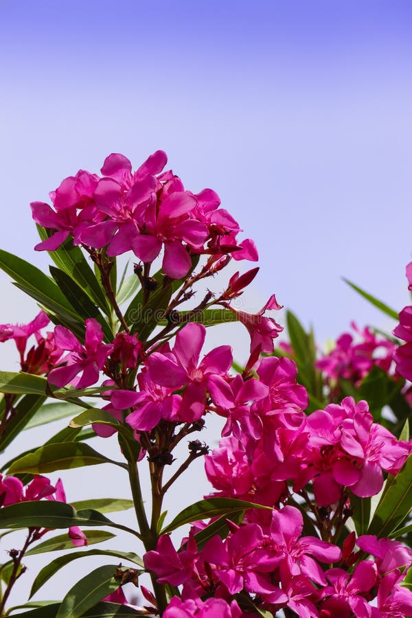 Deep Pink Flowers of Gaura Belleza Close-up. Stock Image - Image of ...