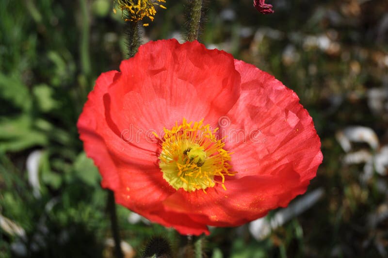 Deep pink poppy flower stock photo. Image of attracts - 246365240