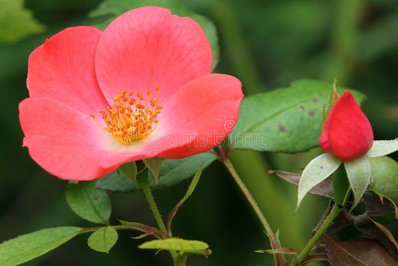 Deep pink rose & bud stock image. Image of flora - 48046529