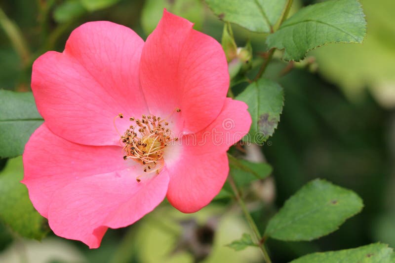 Deep pink rose stock photo. Image of elegant, nature - 48046452
