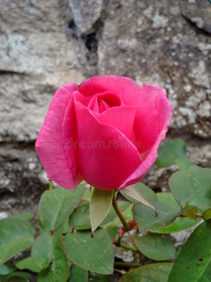 Deep Pink Rose stock photo. Image of flower, leaf, nature - 87881586