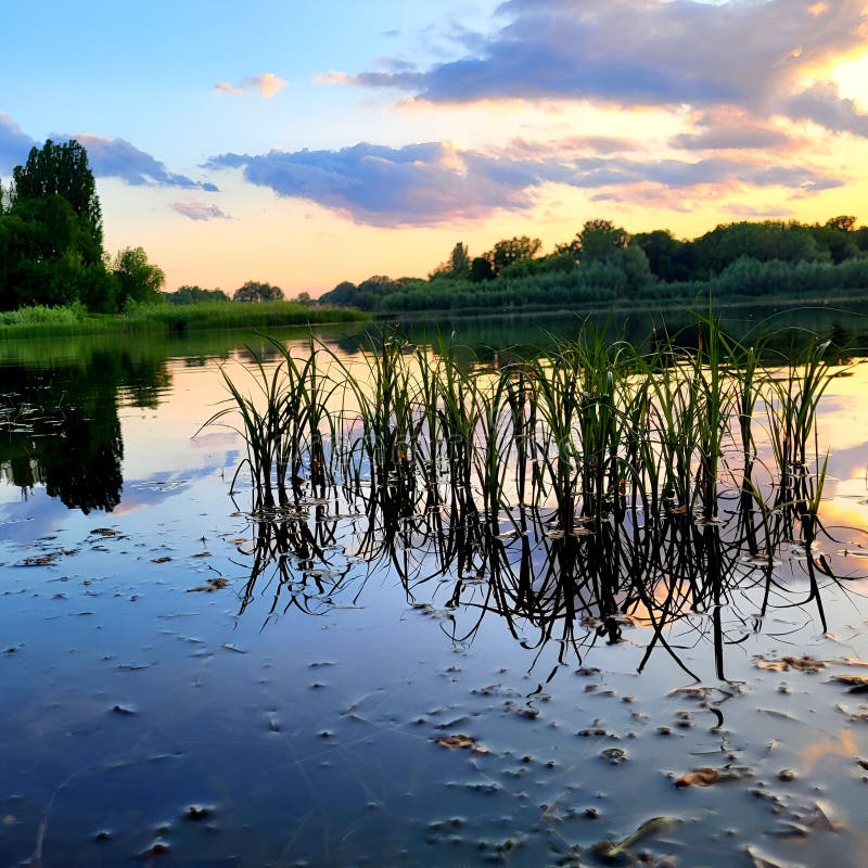 Deep Pink Sunset Over Lake Surrounded Trees Stock Photos - Free ...