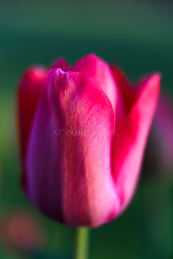 Deep Pink Tulip Flower Against Green Vertical Stock Image - Image of ...