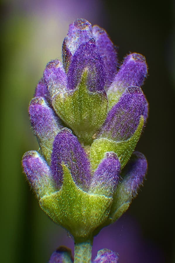 Macro of Lavender stock image. Image of bush, floral - 186214529