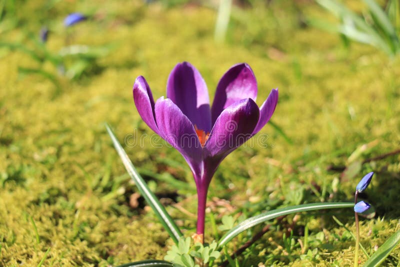 Deep Purple Crocus in Grass Stock Photo - Image of nature, macro: 236695704