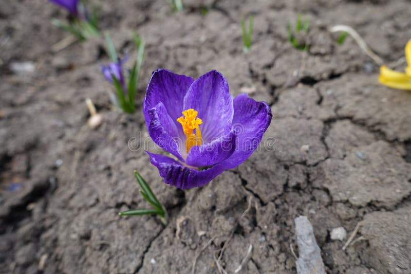 Deep Purple Flower of Crocus Vernus Stock Image - Image of closeup ...