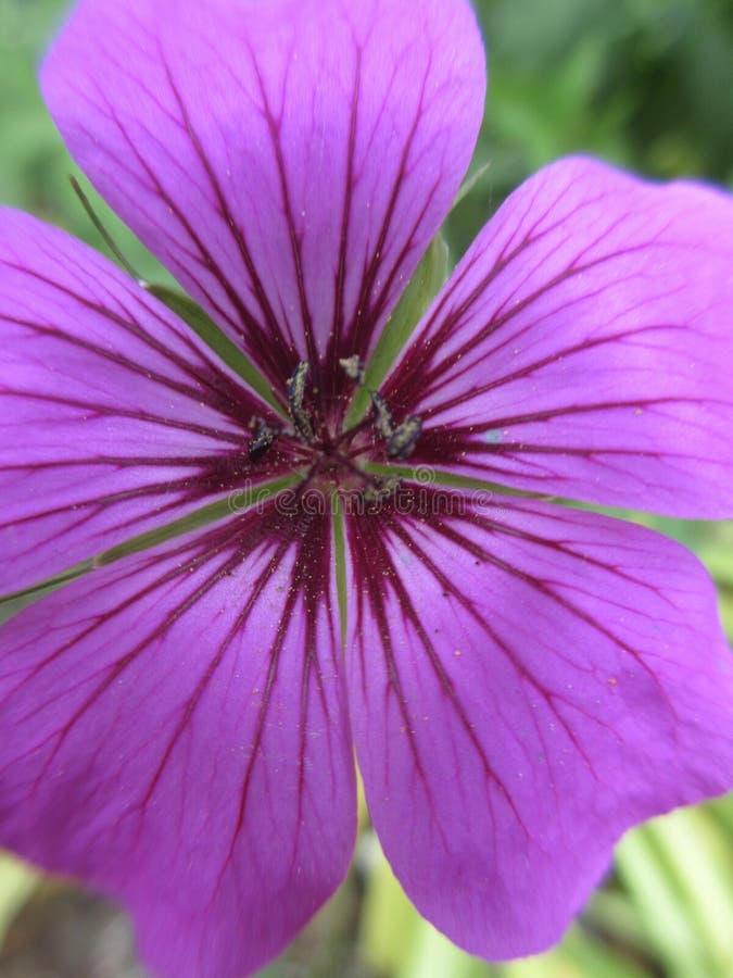 Deep purple flower stock photo. Image of elegant, summer - 93499820