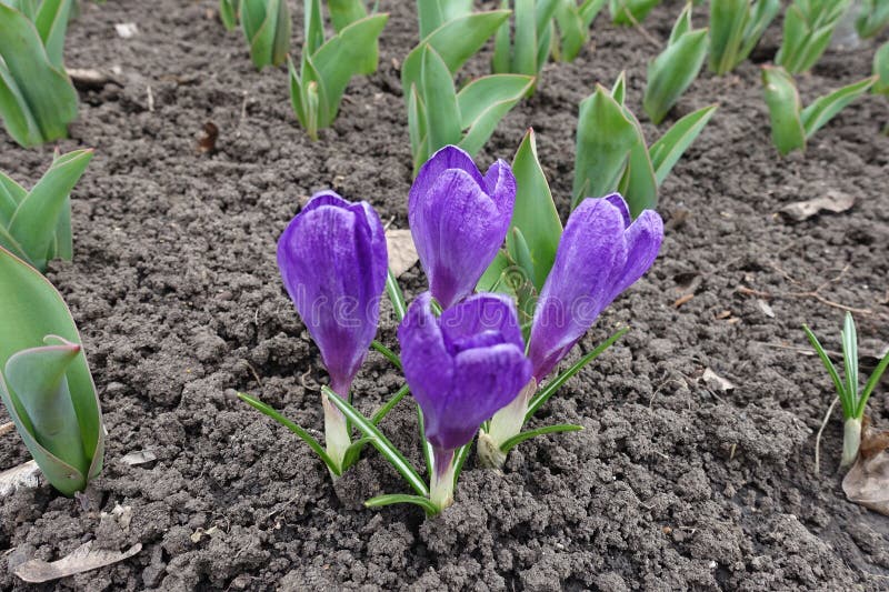 Deep Purple Flowers of 4 Dutch Crocuses in April Stock Image - Image of ...