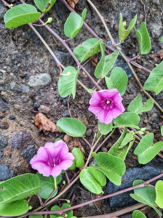 Deep Purple Flowers Grows at Sandy Beach Stock Photo - Image of grows ...