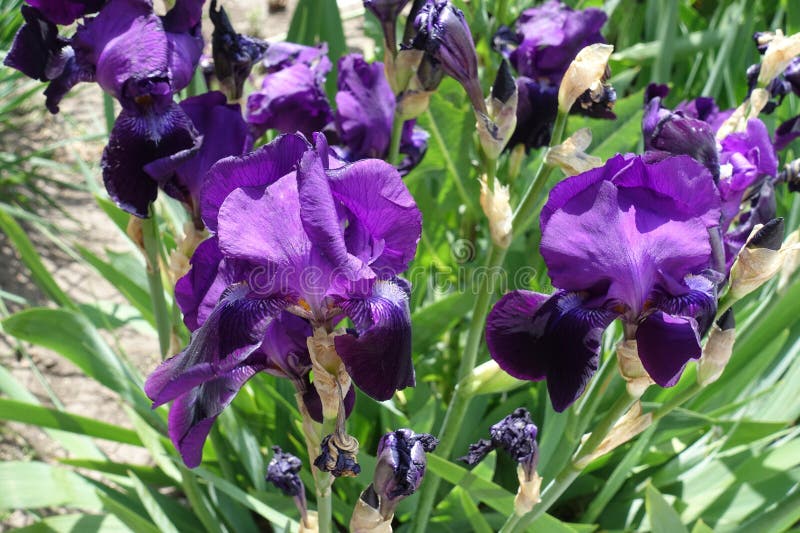 Deep Purple Flowers of Iris Germanica in May Stock Image - Image of ...