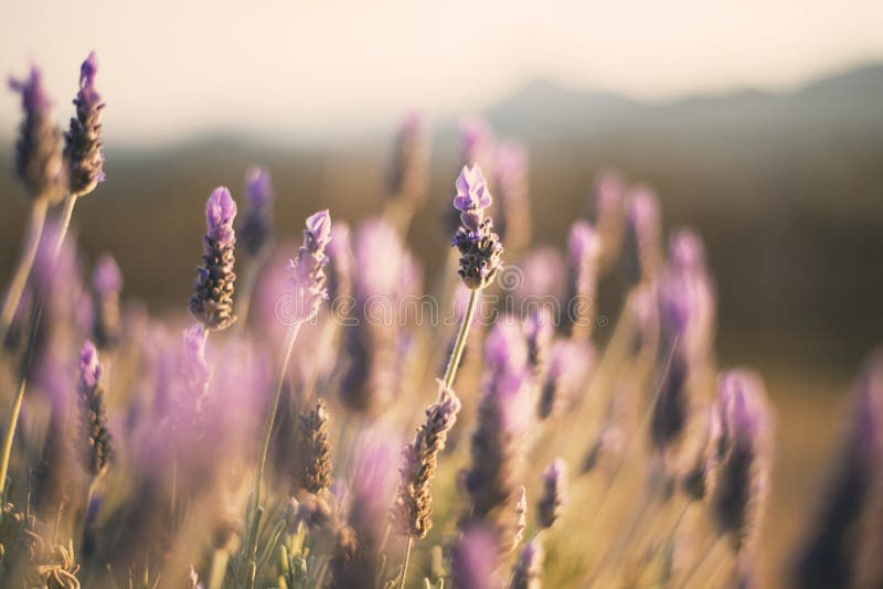 Beautiful Deep Purple Lavender Plants in Nature. Stock Photo - Image of ...