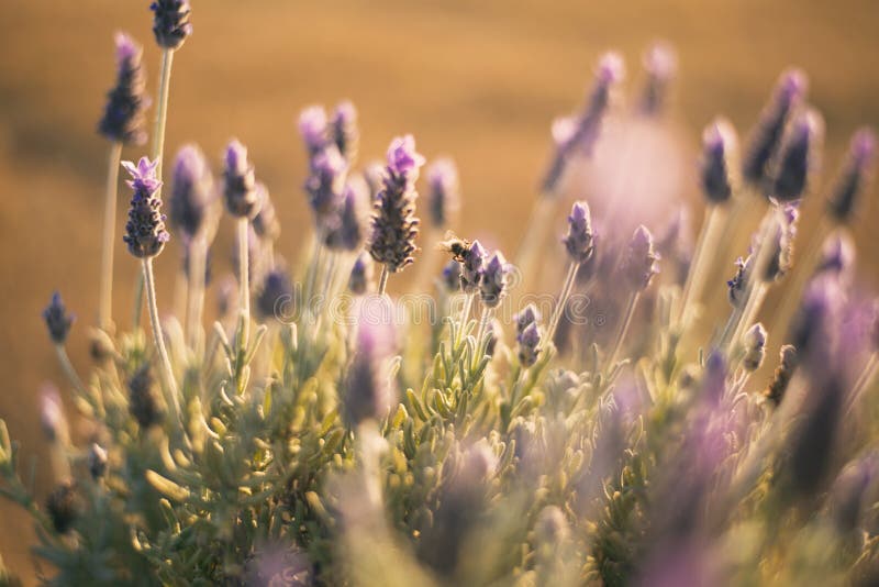 Beautiful Deep Purple Lavender Plants in Nature. Stock Image - Image of ...