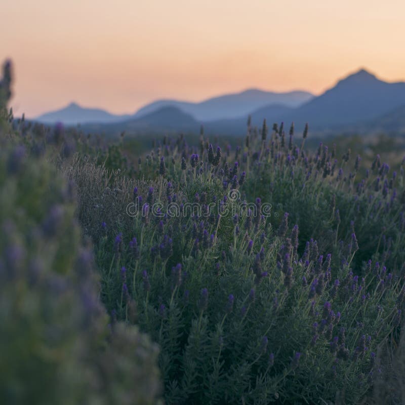 Beautiful Deep Purple Lavender Plants in Nature. Stock Photo - Image of ...