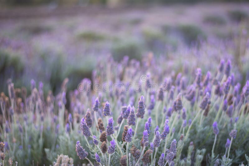Beautiful Deep Purple Lavender Plants in Nature. Stock Image - Image of ...